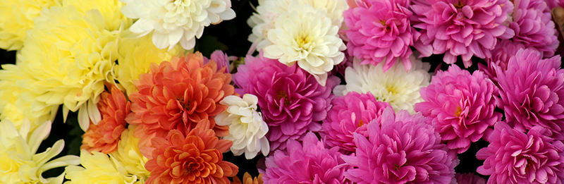 Sie lieben die Kälte – Diese Blumen blühen im November - Gärtnerei Lammers