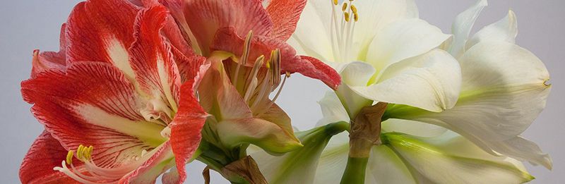 Sie lieben die Kälte – Diese Blumen blühen im November – Gärtnerei Lammers